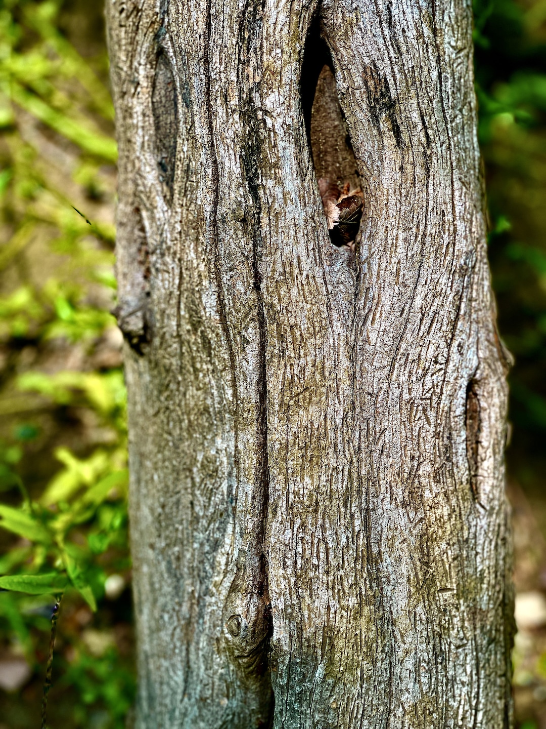 Tree Trunk up Close Digital Download Photo Print Wallpaper Background ...