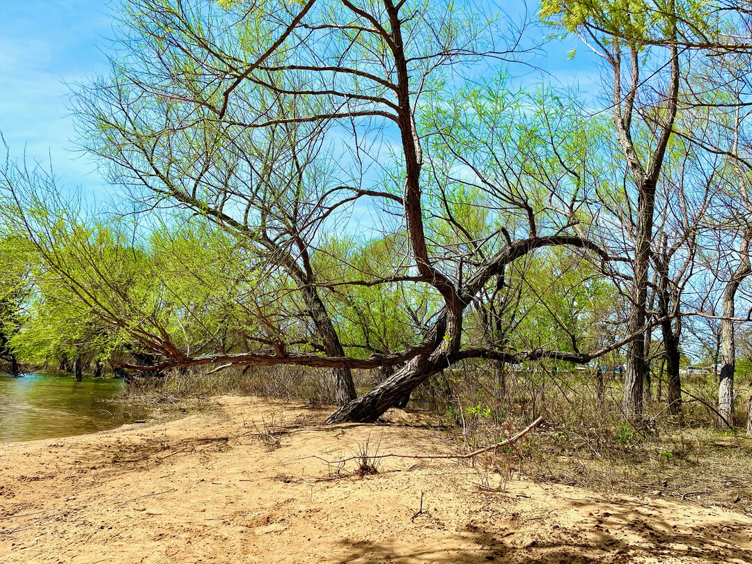 Tree by the Lake Digital Download Photo Print Wallpaper Background - Etsy