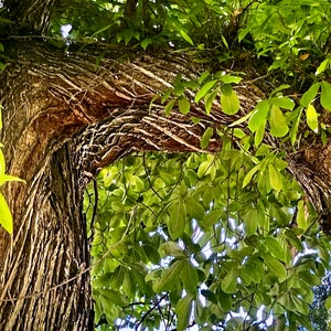Unique Tree Trunk Digital Download Print Wallpaper Background - Etsy