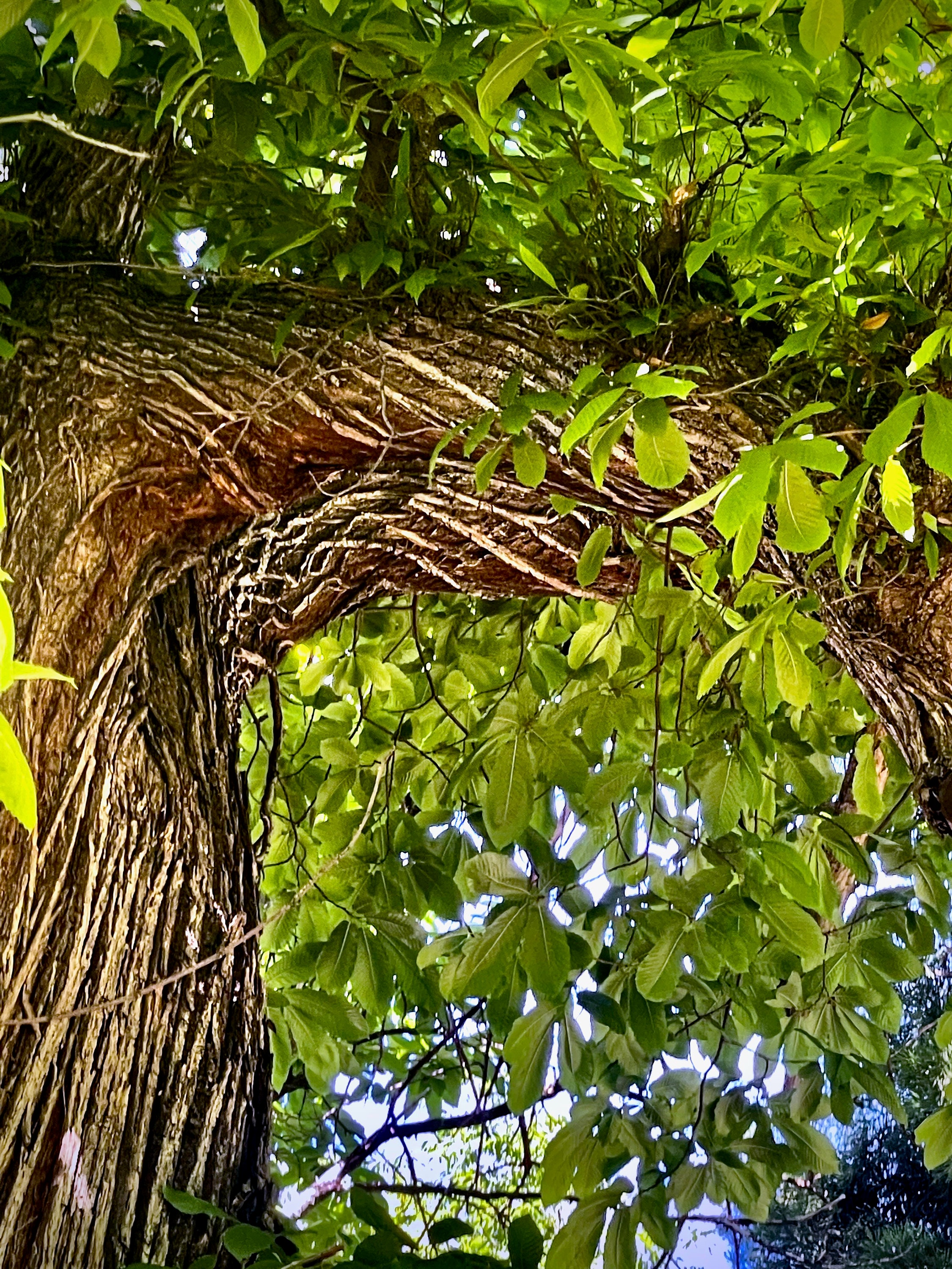 Unique Tree Trunk Digital Download Print Wallpaper Background - Etsy