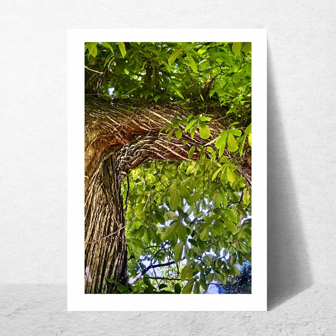 Unique Tree Trunk Digital Download Print Wallpaper Background - Etsy