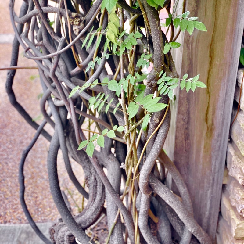 Tangled Vine - Etsy