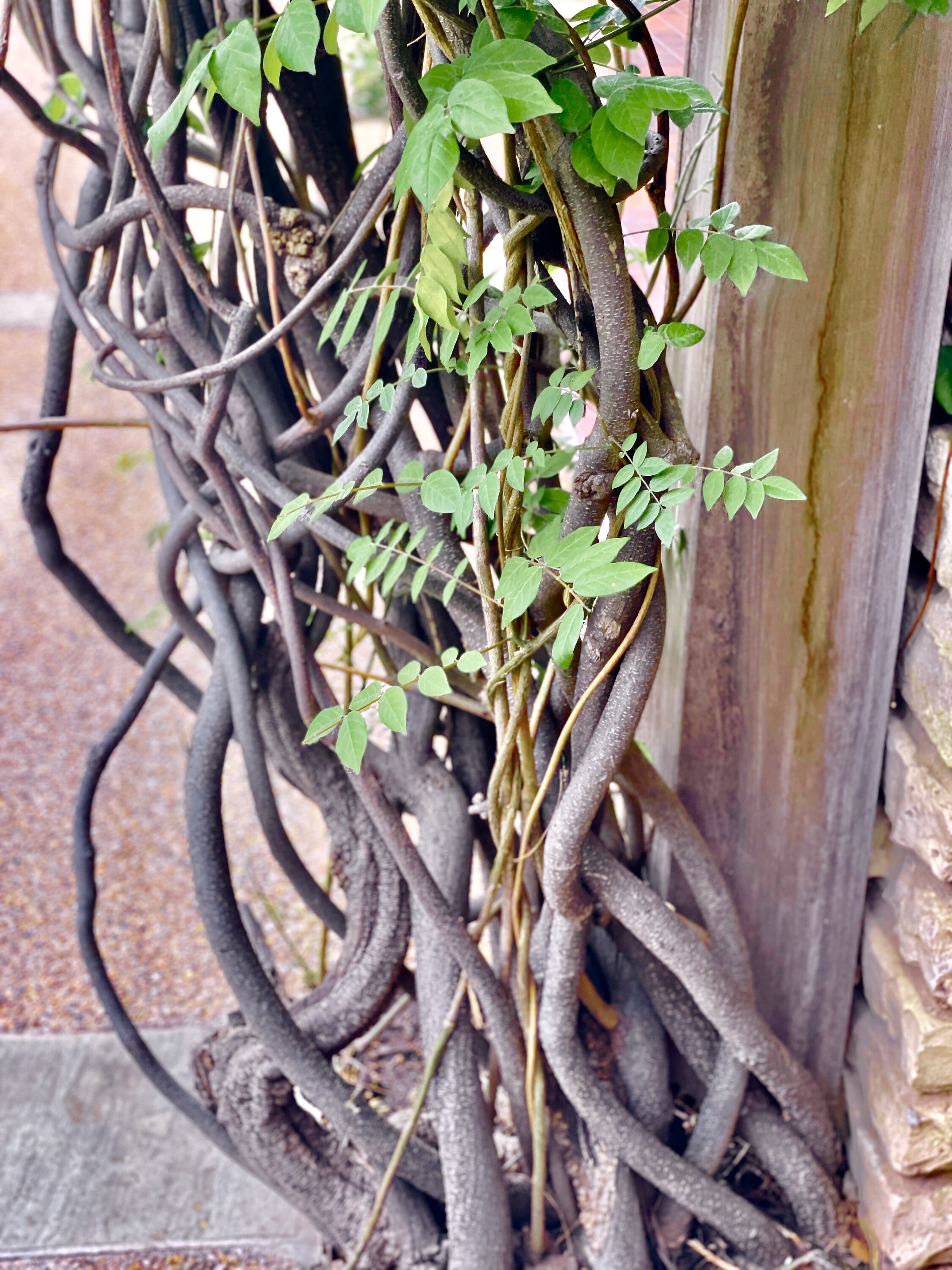 Tangled Vines Digital Download Photo Print Wallpaper Background - Etsy