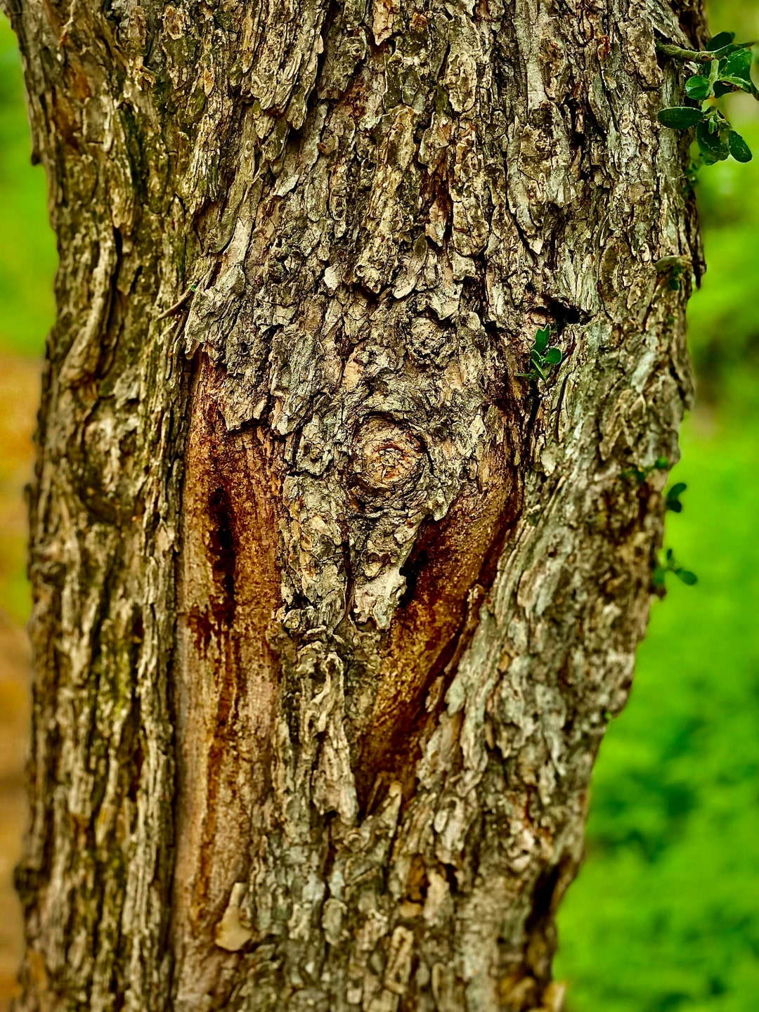 Tree Trunk Digital Download - Etsy