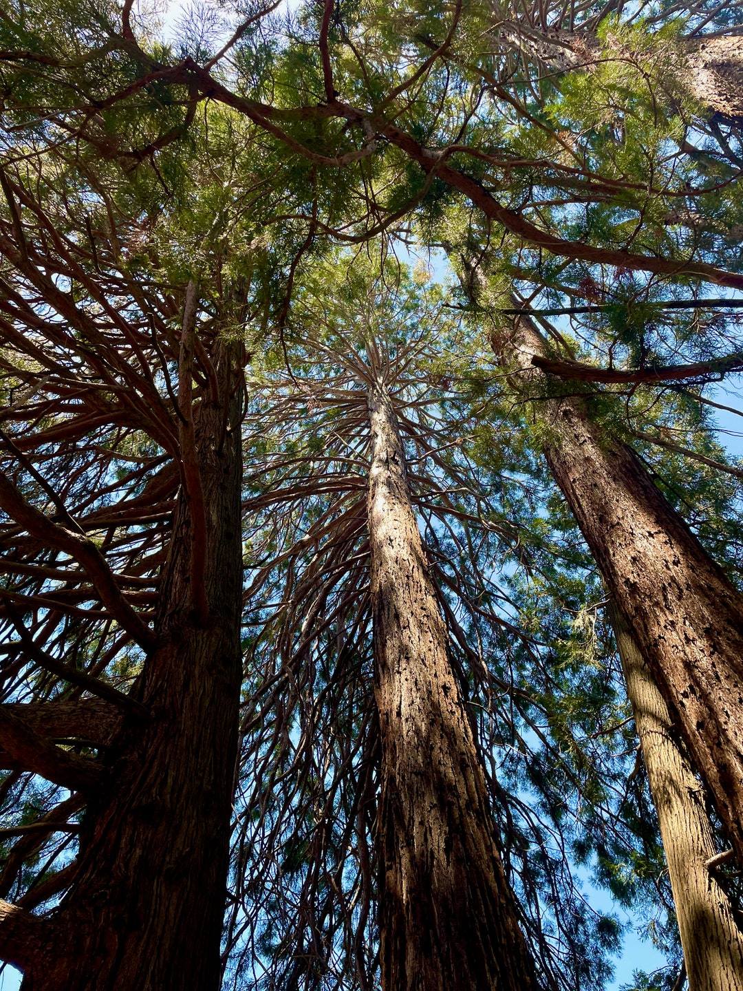 Sequoia Trees Digital Download Photo Print Wallpaper Background - Etsy