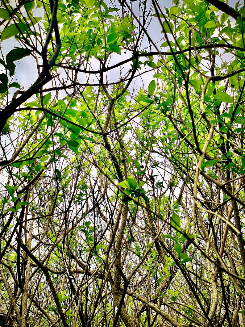 Tangled Trees Digital Download Photo Print Wallpaper - Etsy