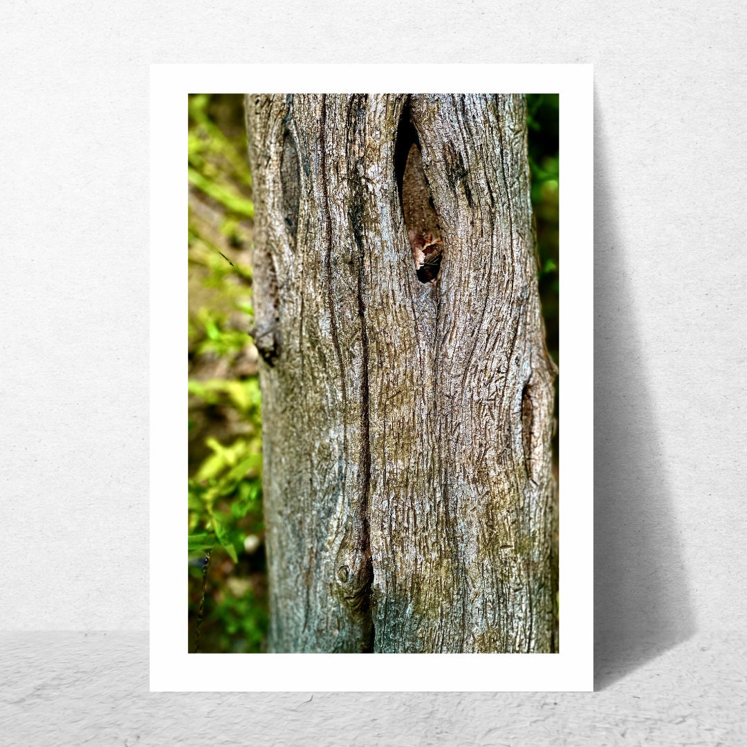 Tree Trunk up Close Digital Download Photo Print Wallpaper Background ...