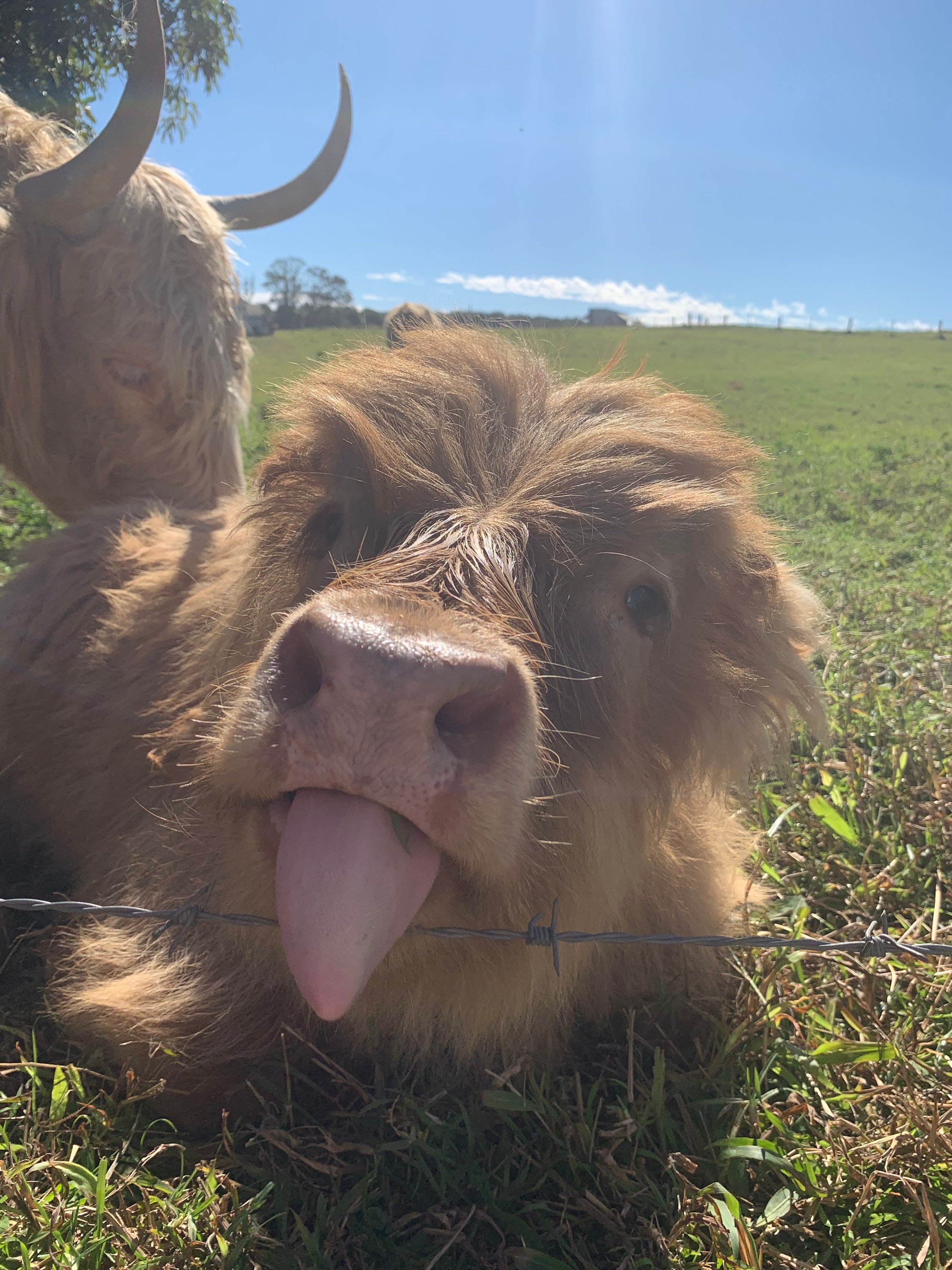 Cheeky Highland Cow (COLOUR) - Etsy