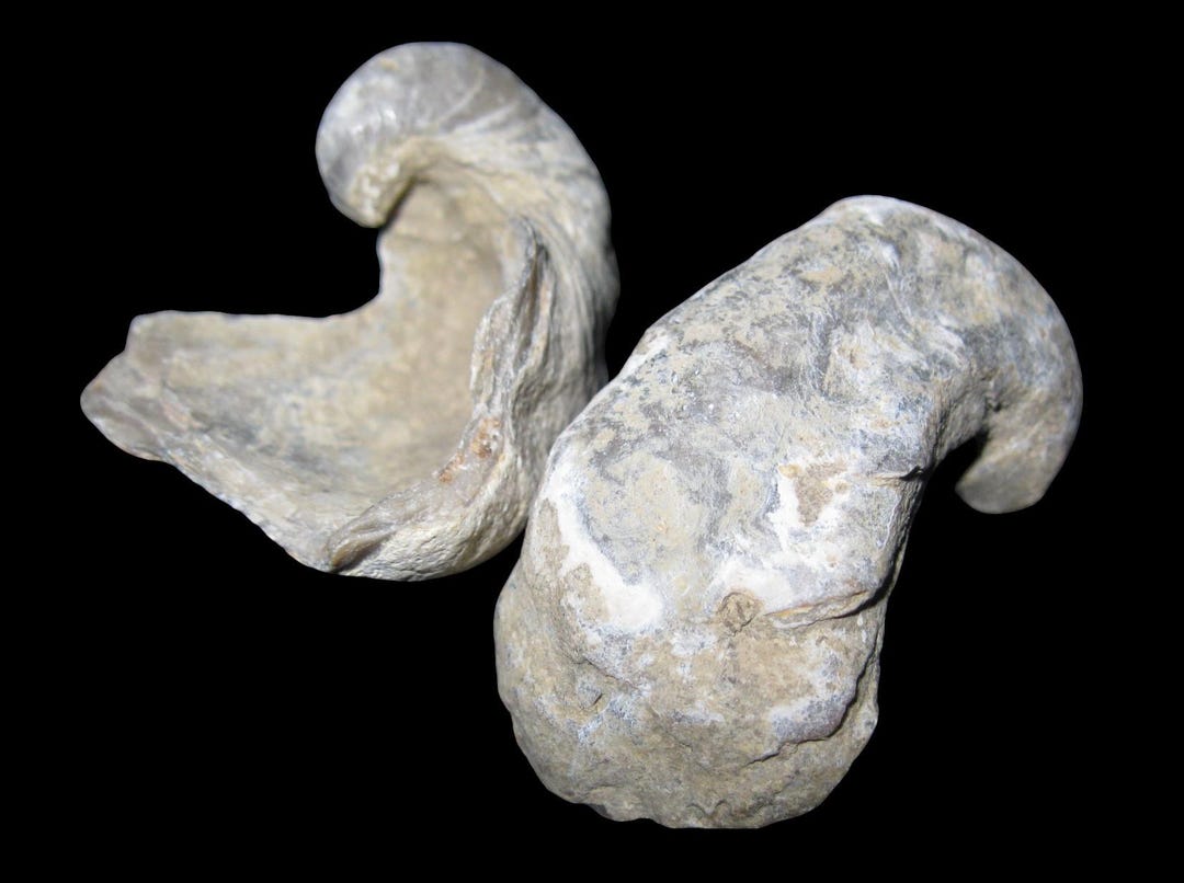 Gryphaea , Aka "devil's Toenail" Fossil Oysters - Set of 2 - Etsy