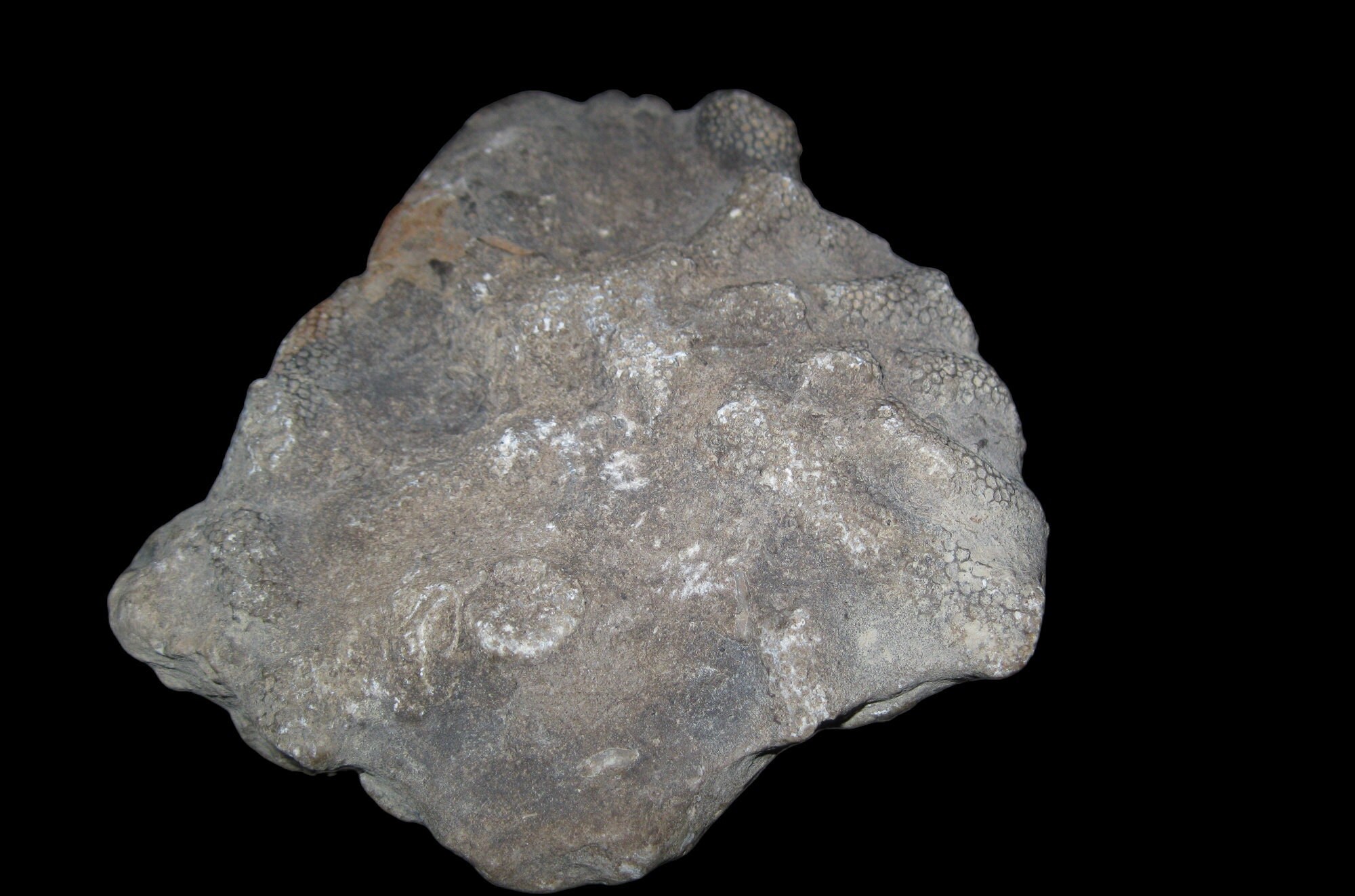 Bryozoan Fossil Slab Ordovician Minnesota - Etsy