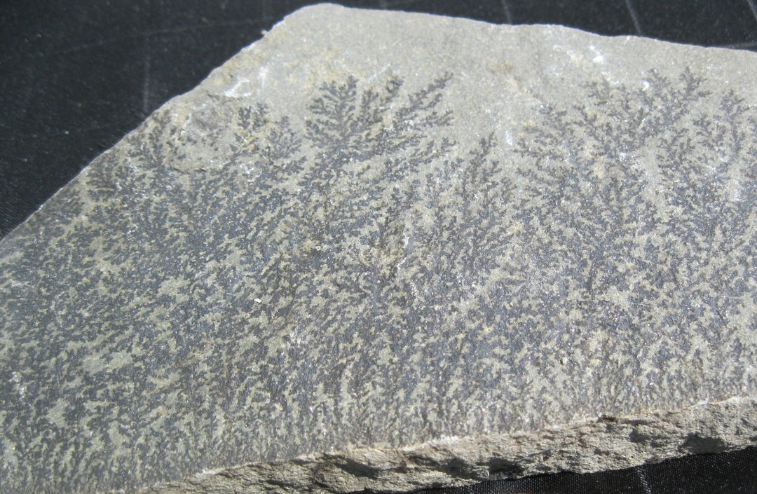Dendrites on Shale (set of 3) - Missouri Ozarks - Etsy