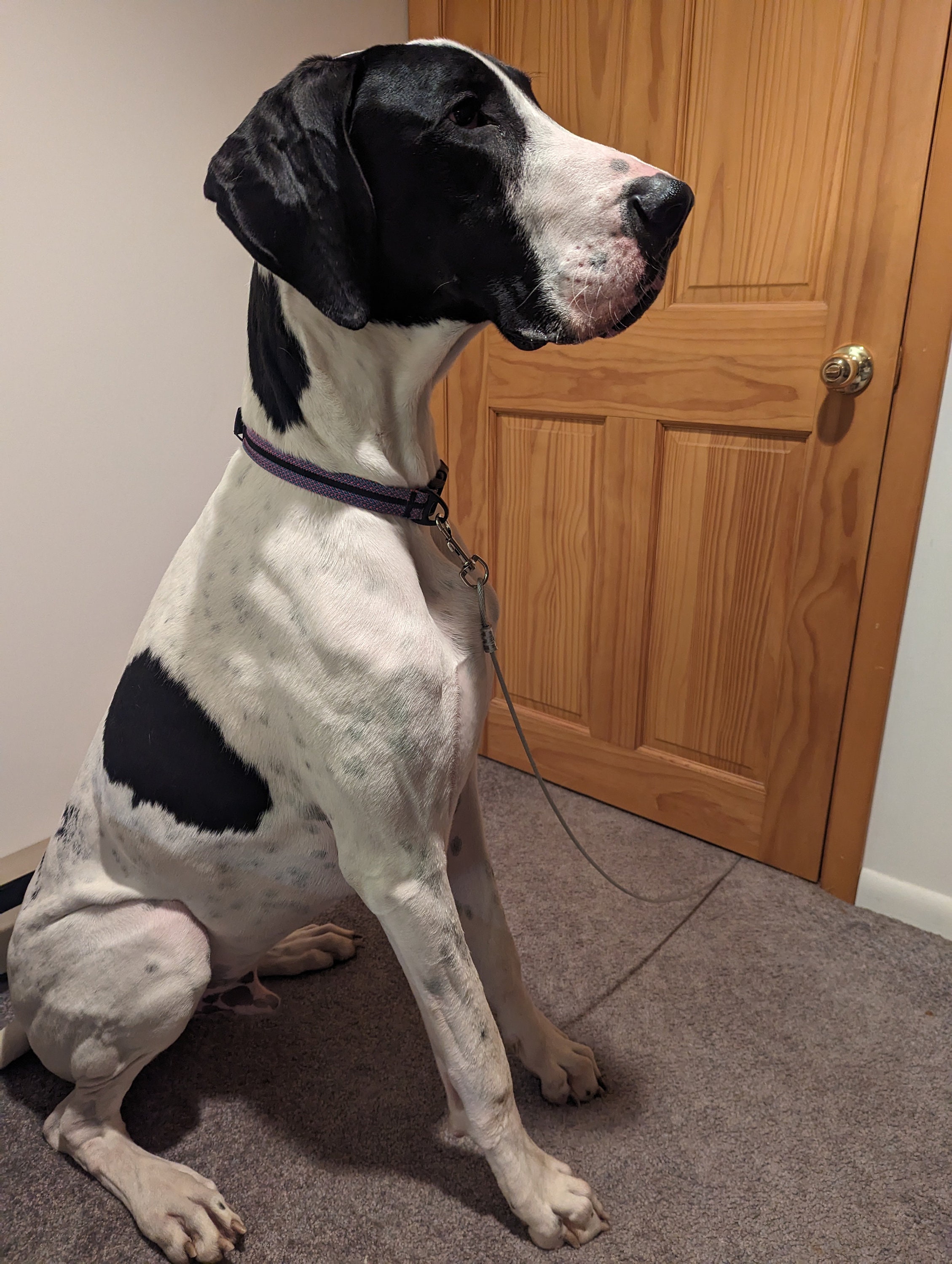 Black English Pointer Great Dane Mix
