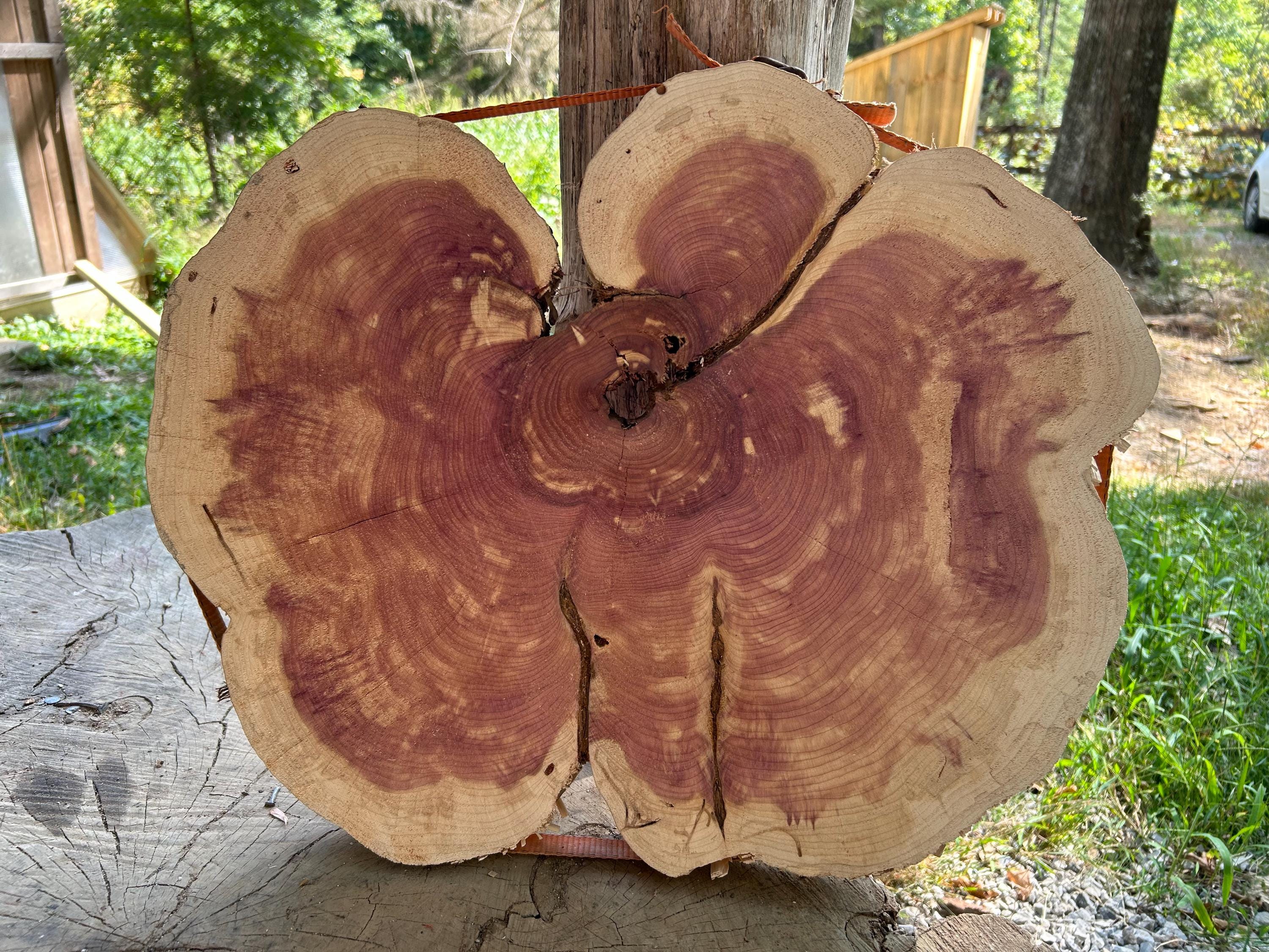 Large Live Edge Red Cedar Cookie - Etsy