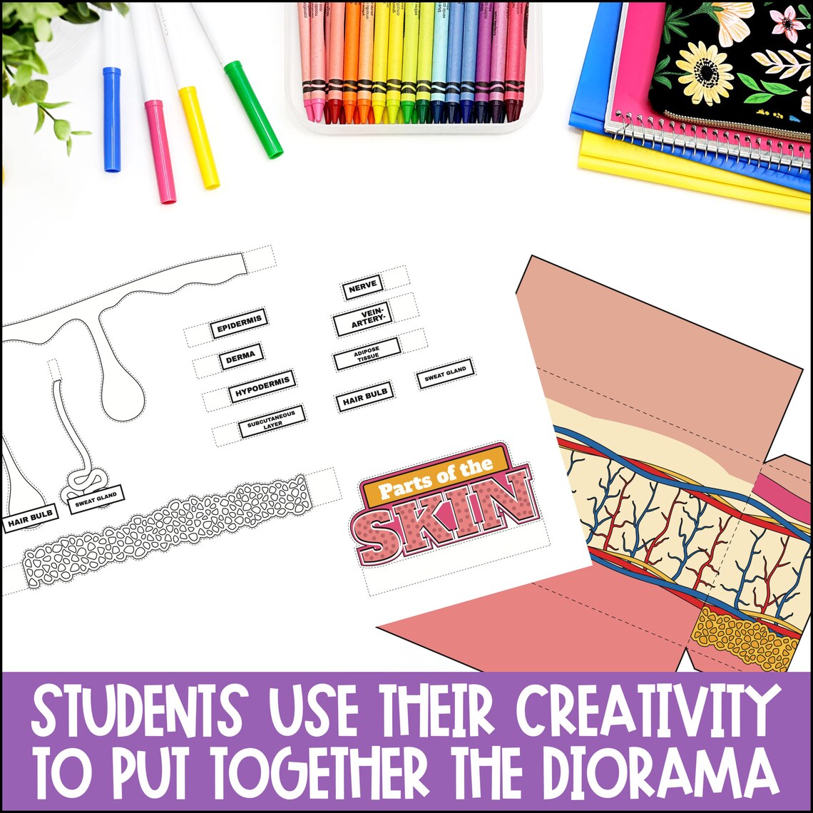 Parts of the Human Skin 3D Diorama Science Project Pop up Craft ...