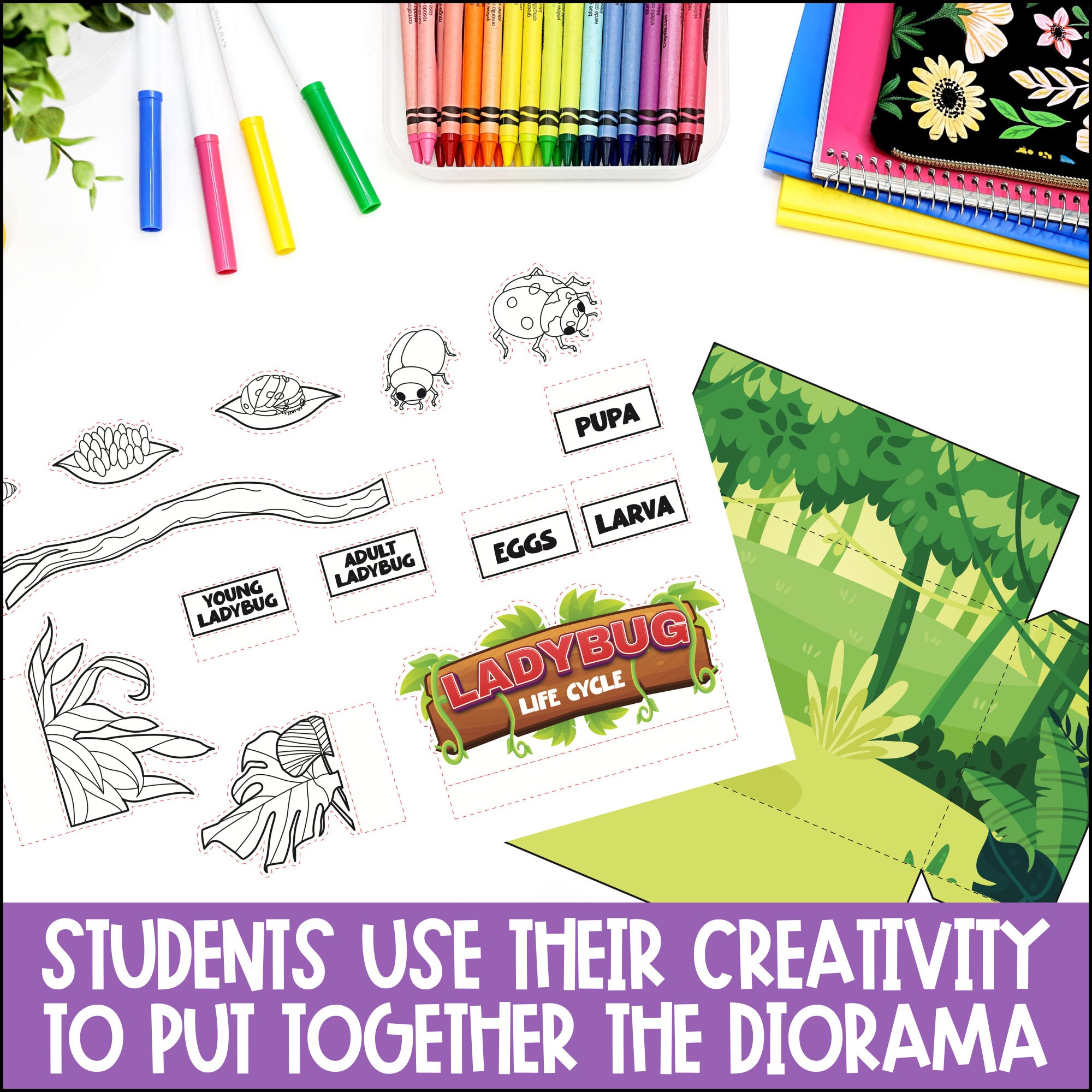 Life Cycle of a Ladybug 3D Diorama Science Project Pop up Craft ...