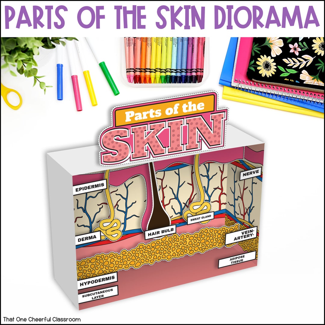 Parts of the Human Skin 3D Diorama Science Project Pop up Craft ...