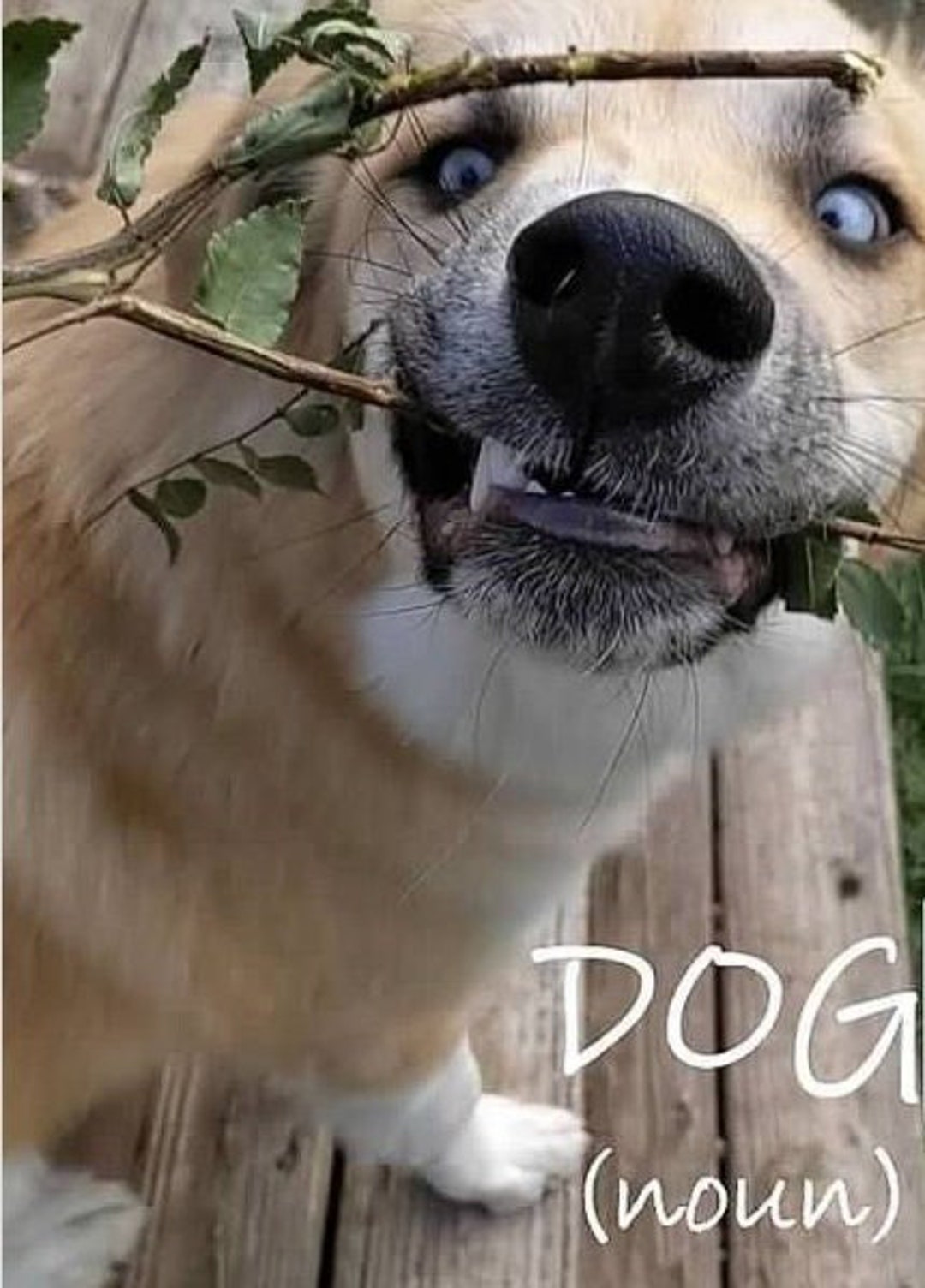Dog (noun) Greeting Card - Etsy