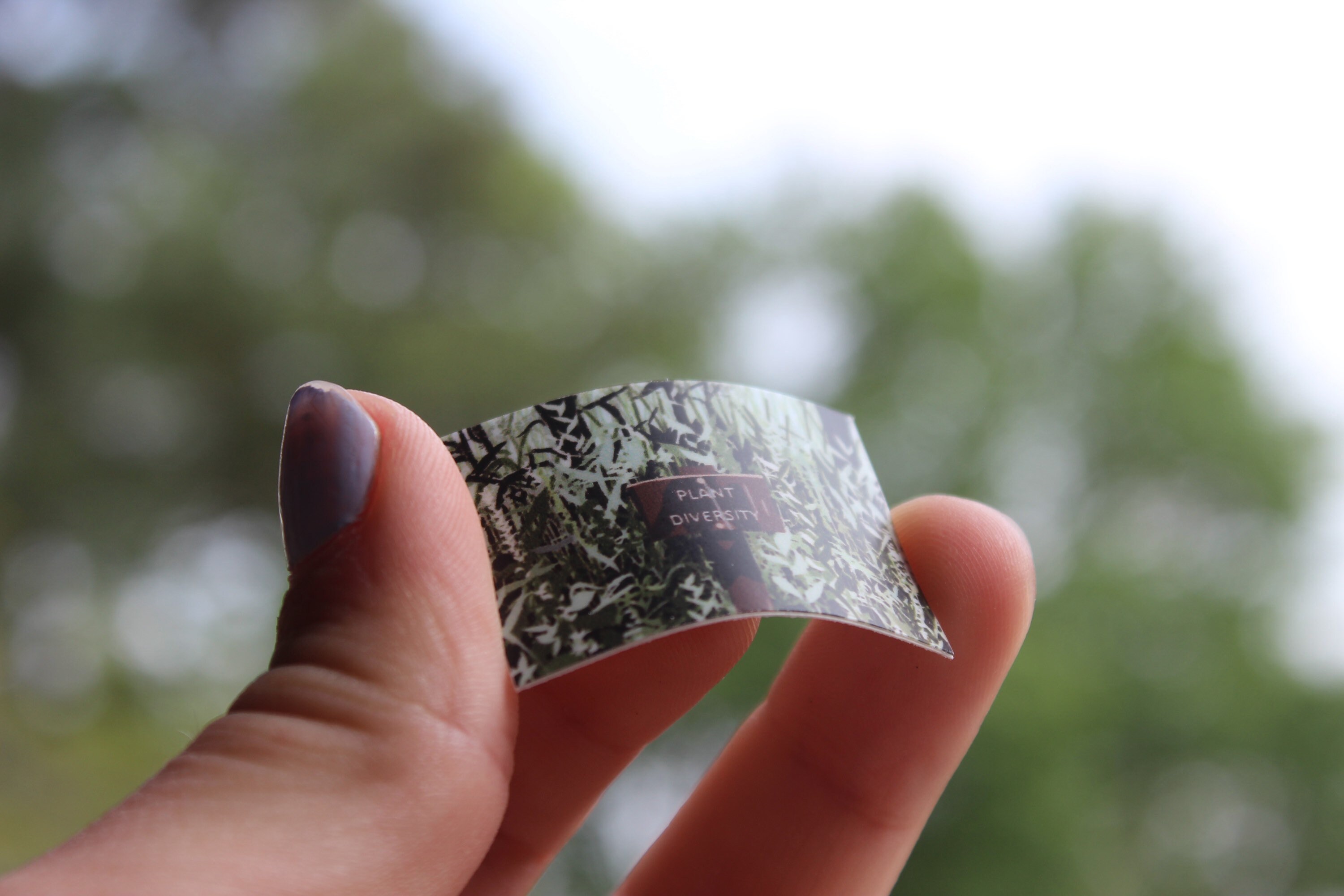 Plant Laptop Sticker, State Park Sticker, Wilderness Sticker, Plant ...