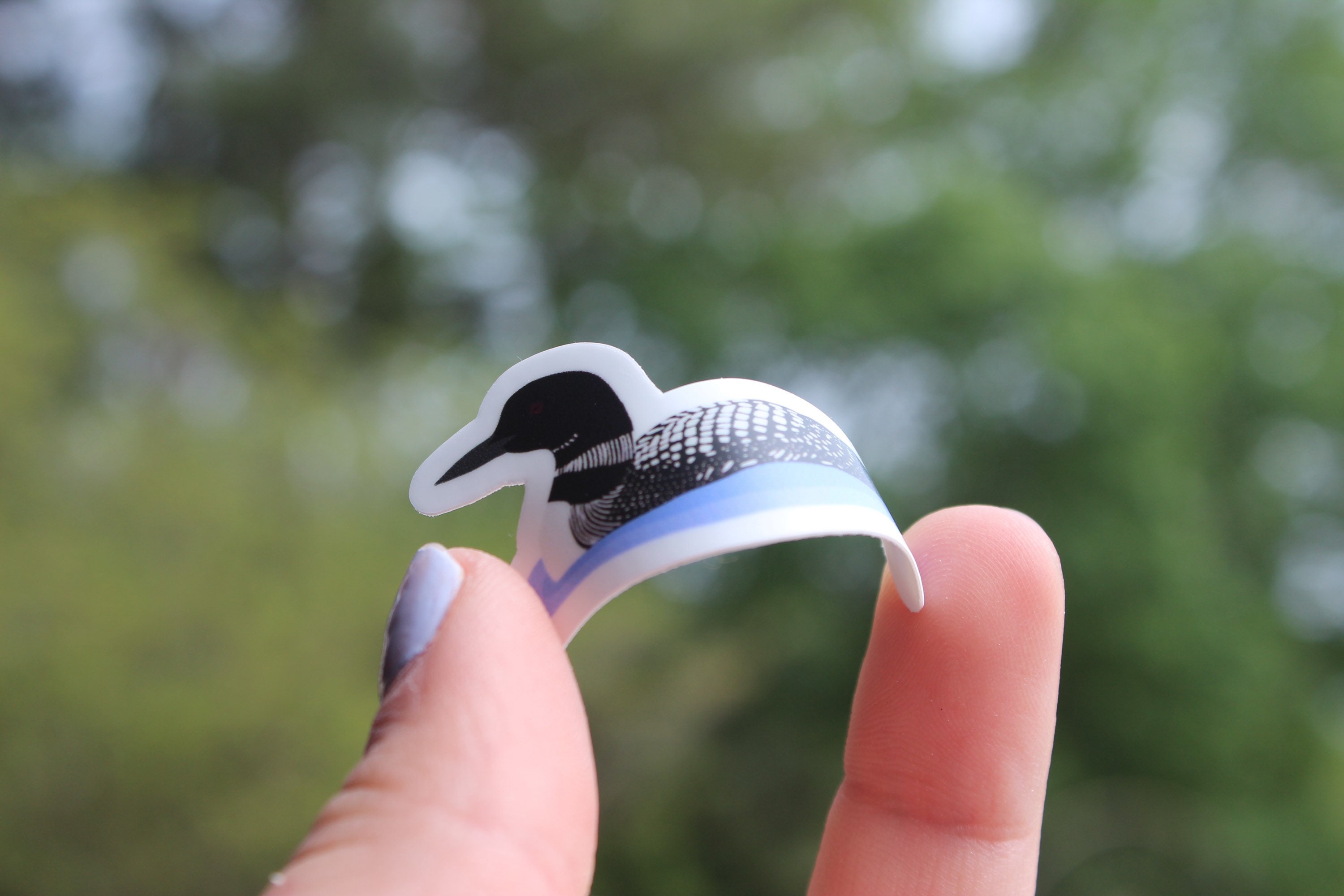 Loon Sticker, Common Loon Car Decal, Vinyl Sticker, Nature Sticker ...