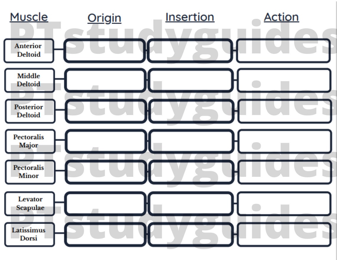 Muscle Action and Anatomy Fill-in Study Guide With Origin, Insertion ...