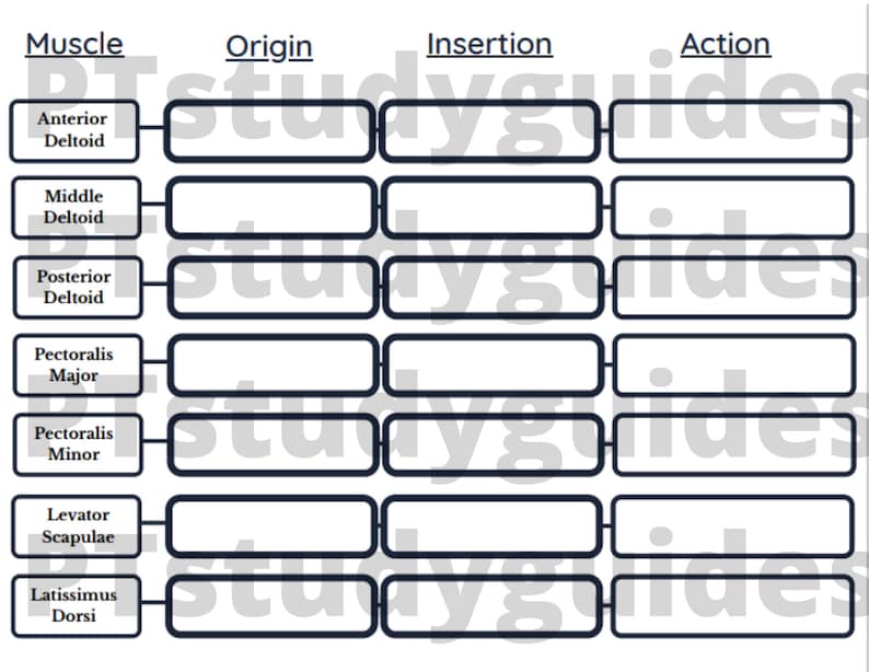 Muscle Action and Anatomy Fill-in Study Guide With Origin, Insertion ...