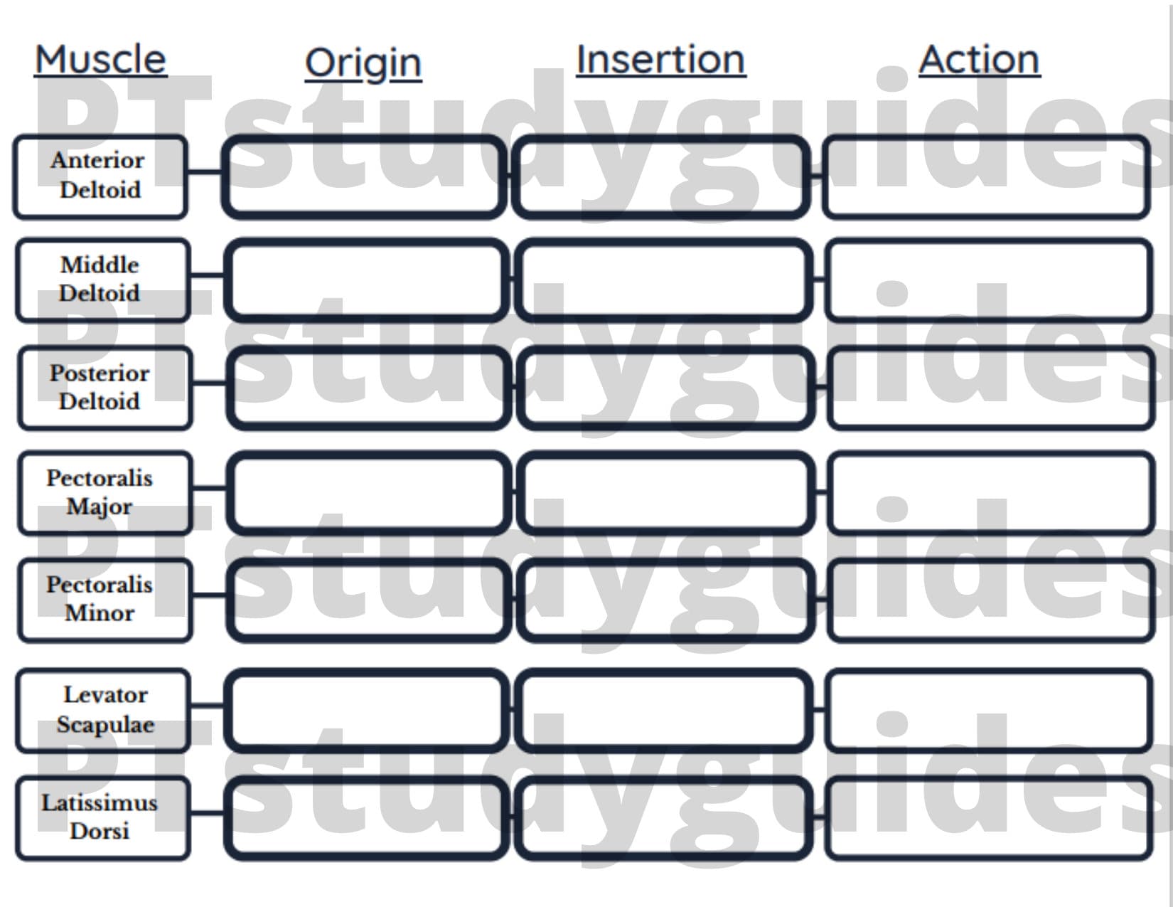 Muscle Action and Anatomy Fill-in Study Guide With Origin, Insertion ...