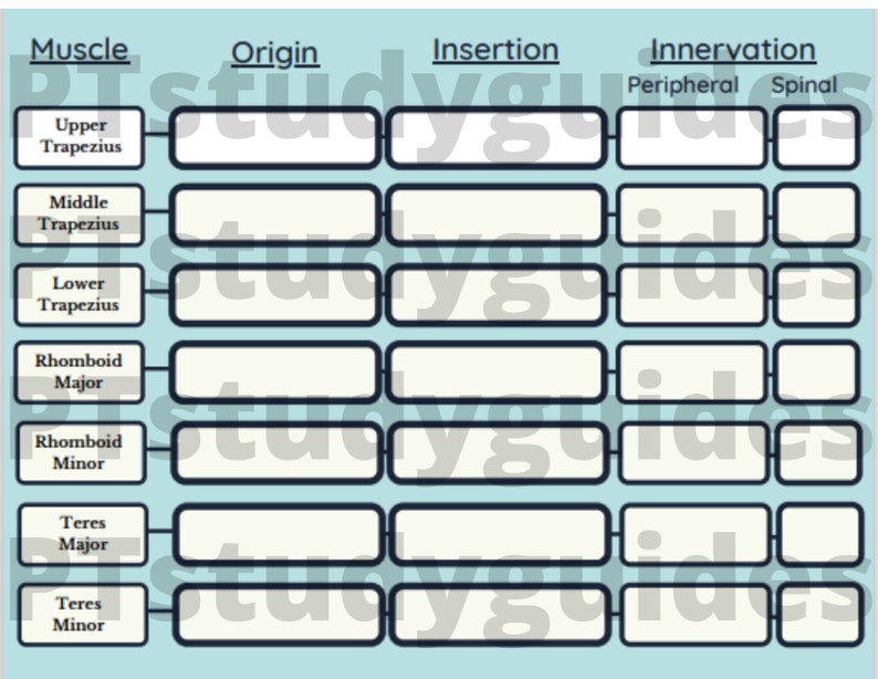 Muscle Anatomy Fill-in Study Guides - Etsy