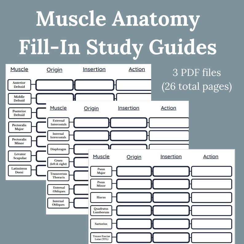 Muscle Action and Anatomy Fill-in Study Guide With Origin, Insertion ...