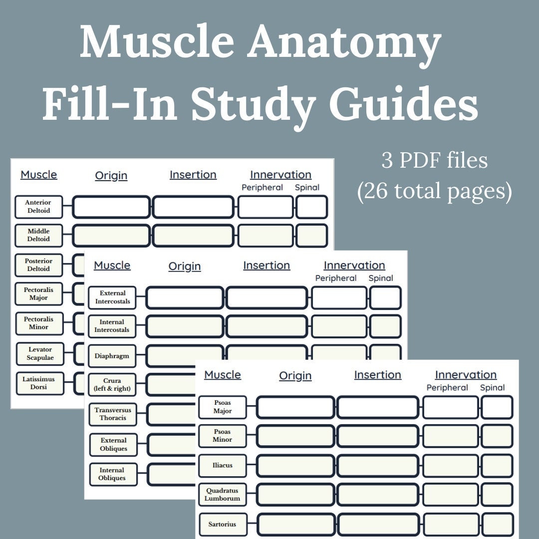 Muscle Anatomy Fill-in Study Guides With Origin, Insertion, and ...