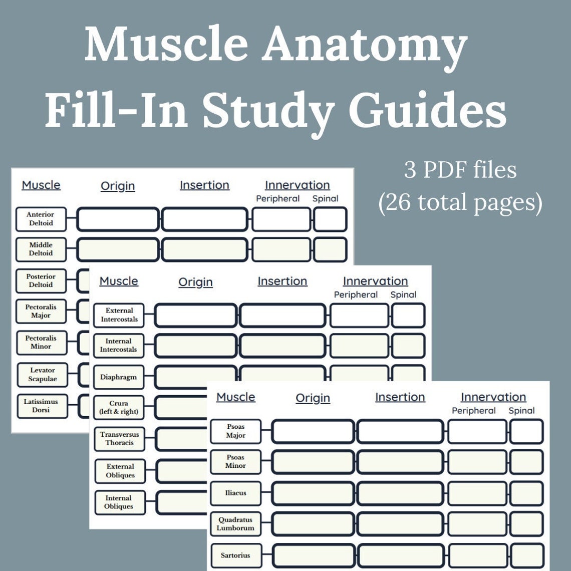 Muscle Anatomy Fill-in Study Guides With Origin, Insertion, and ...