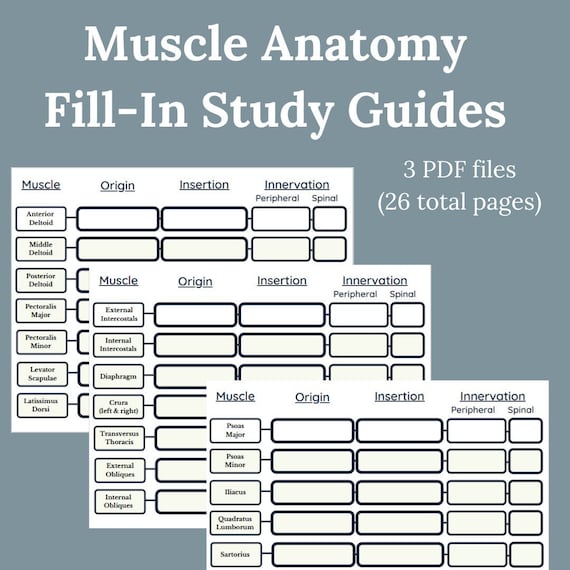 Muscle Anatomy Fill-in Study Guides With Origin Insertion | Etsy