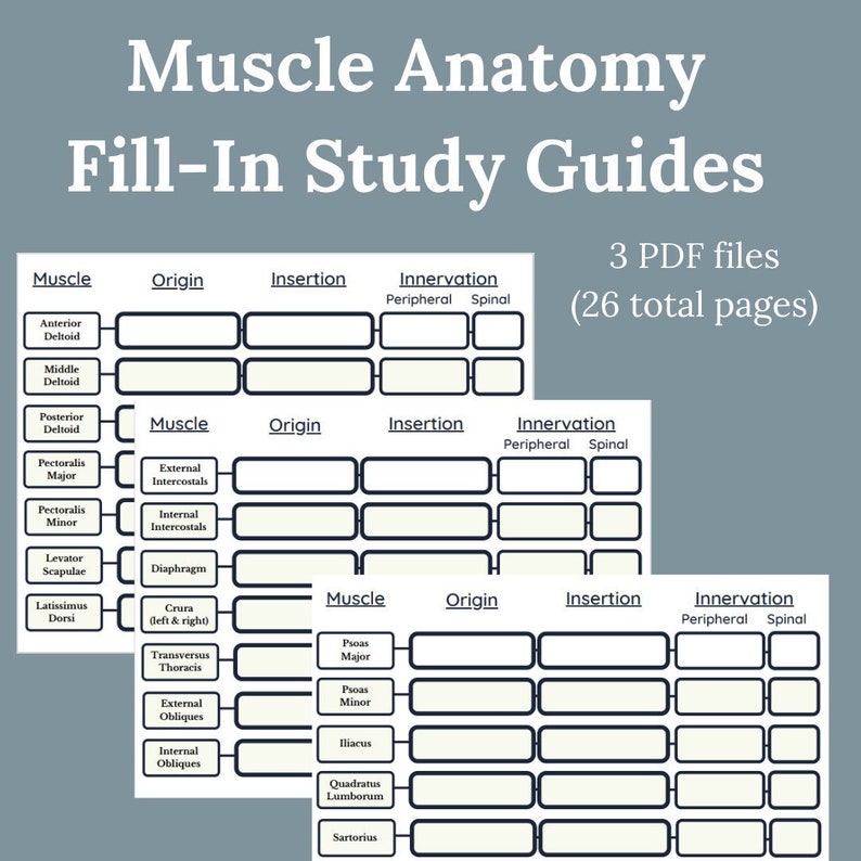 Muscle Anatomy Fill-in Study Guides With Origin, Insertion, and ...