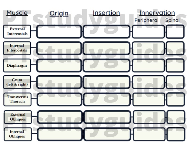 Muscle Anatomy Fill-in Study Guides With Origin, Insertion, and ...