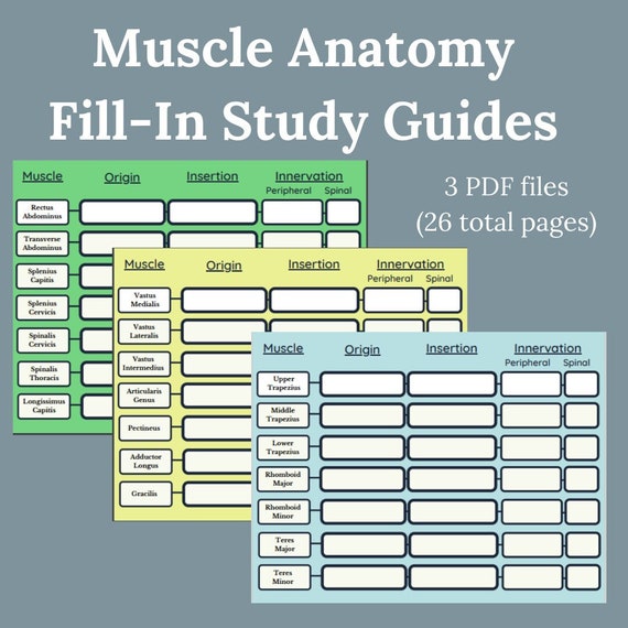 Muscle Anatomy Fill-in Study Guides - Etsy