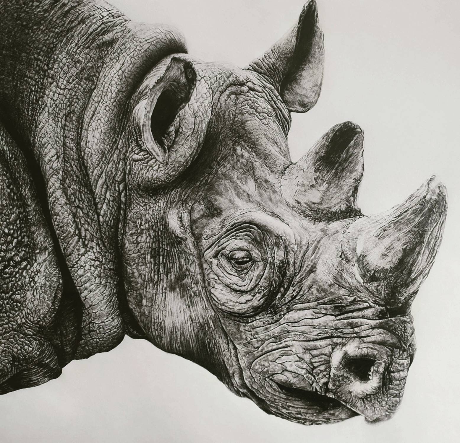 Rhino Pencil Drawing