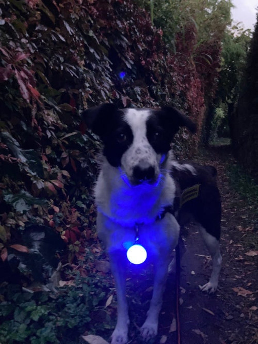Luminous Dog Tag, LED Tag Visible at Night, Luminous Medallion ...
