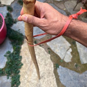 Handcrafted Dogwood Walking Stick: Natural Cranberry Wood Cane - Etsy