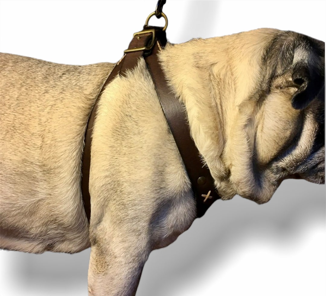 PDF Pattern Dog Harness , Dog Collar Template, Template Digital - Etsy