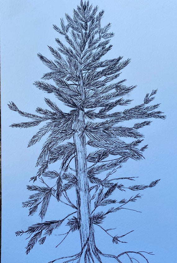 Rooted Fir Tree Handdrawn Pen & Ink Art & Collectibles etna.com.pe