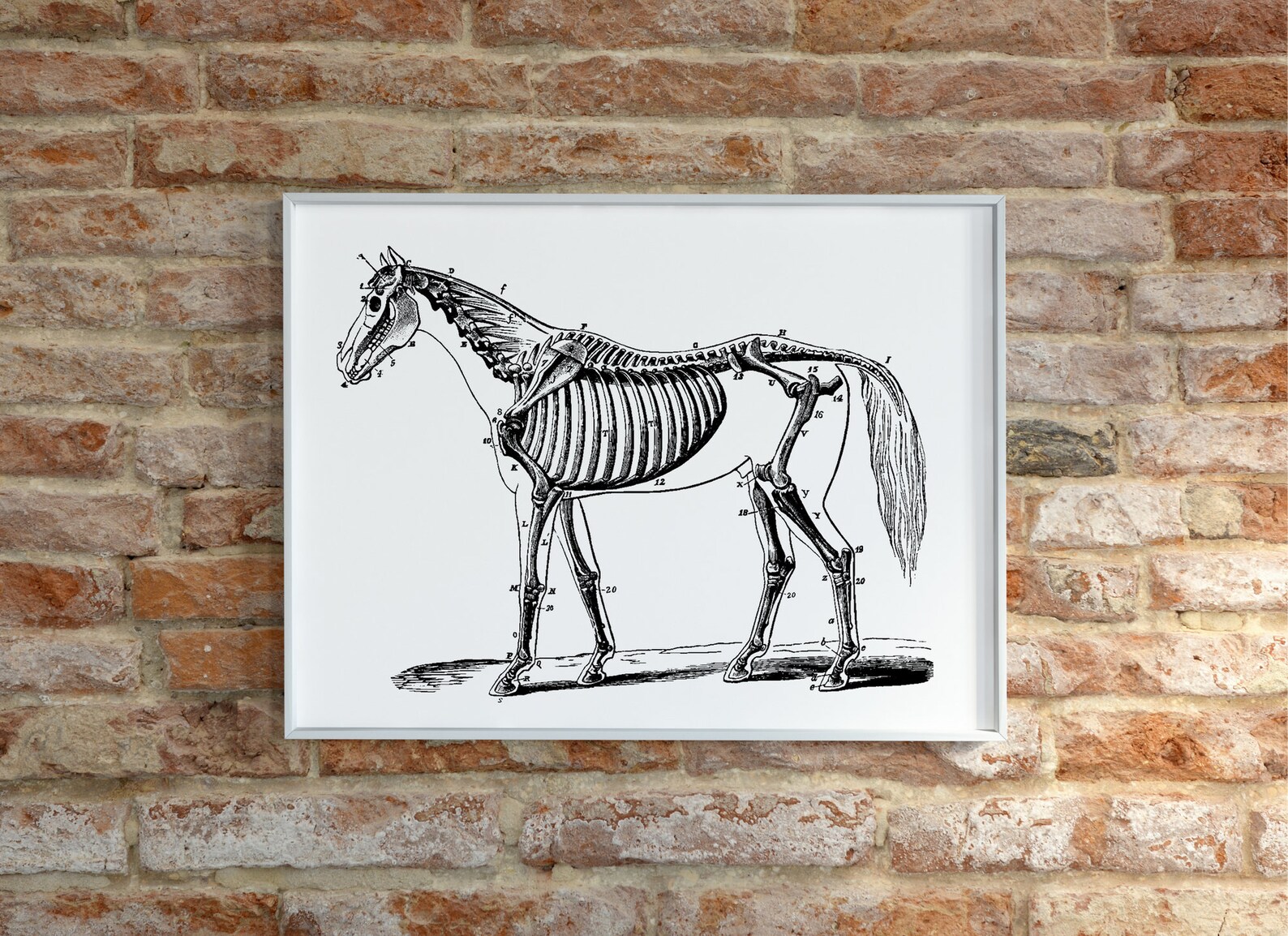 Laminated Equine Surface Anatomy Wall Chart Poster Equine Surface ...