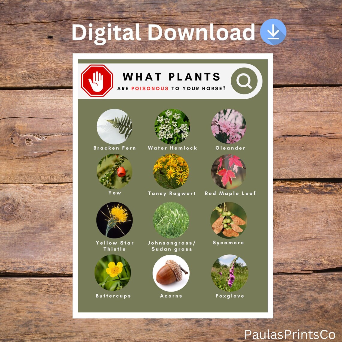 Equine Poisonous Plants Poster | Digital Download - Etsy