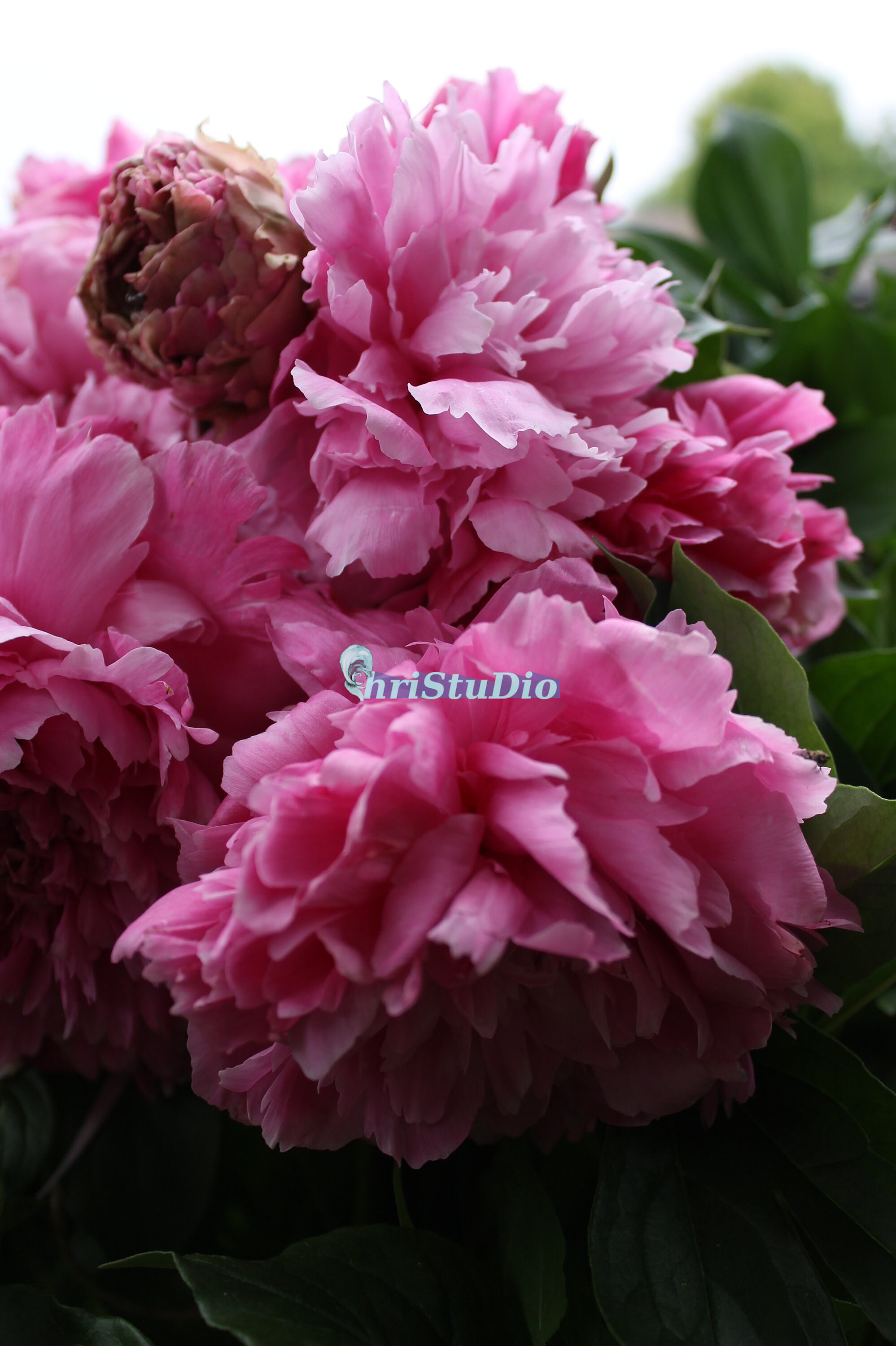 Pink Peonies 5 Digital Photographs Download PNG - Etsy