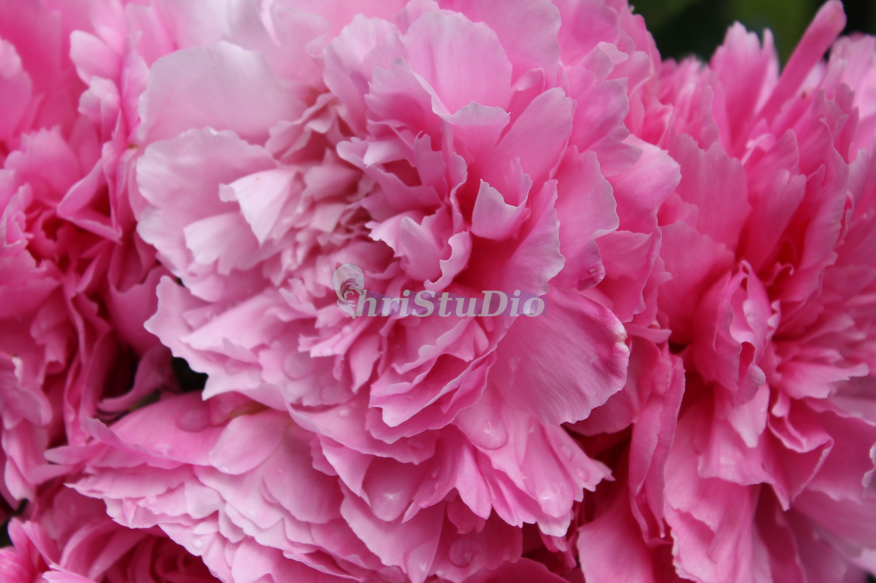 Pink Peonies 5 Digital Photographs Download PNG - Etsy