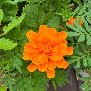 Marigold Durango Outback Seeds French Marigold Seeds Large Colorful ...