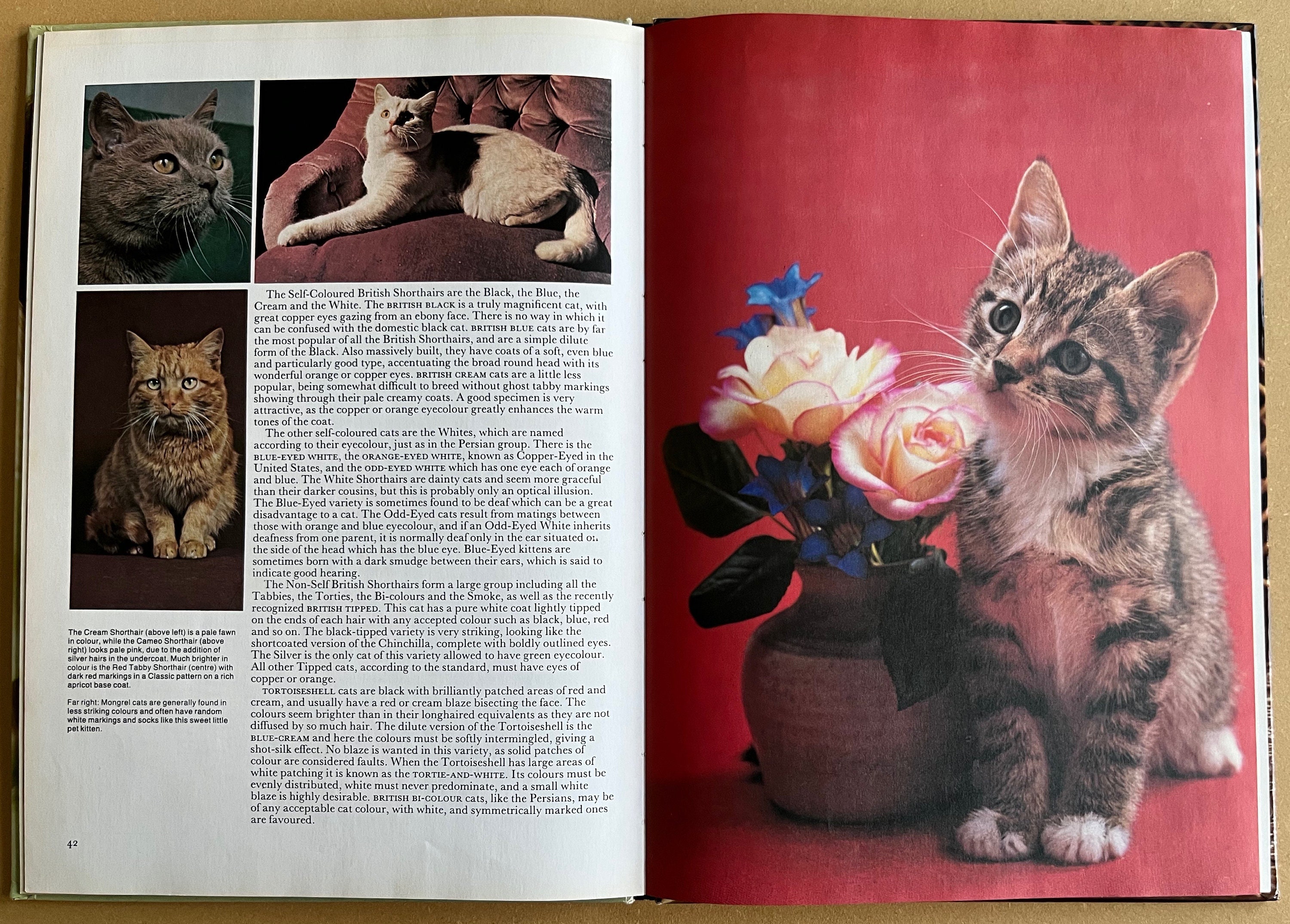 Crescent Color Guide to Cats by Angela Sayer (1980) - Etsy