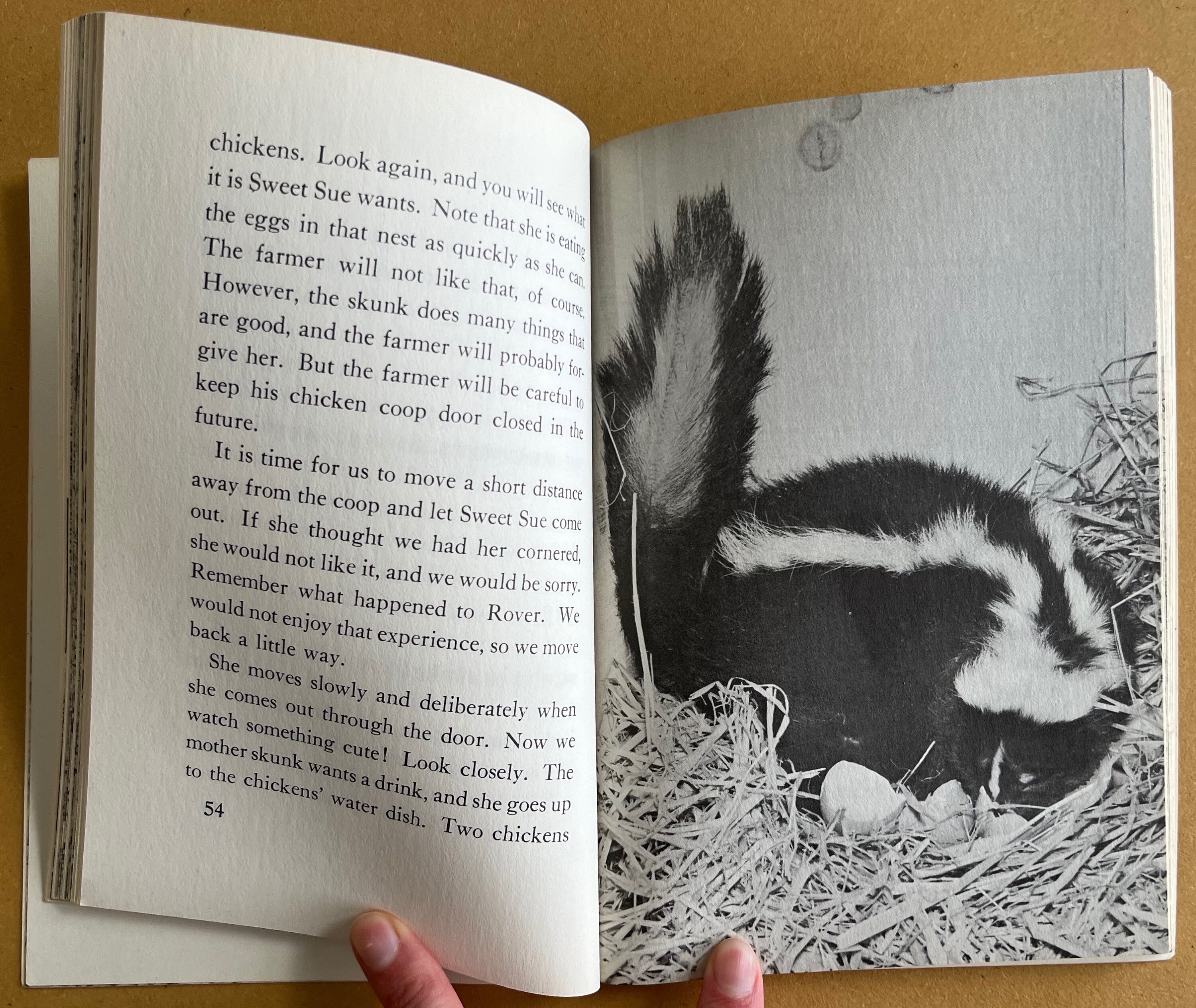 Sweet Sue's Adventures by Sam Campbell 1959 - Etsy