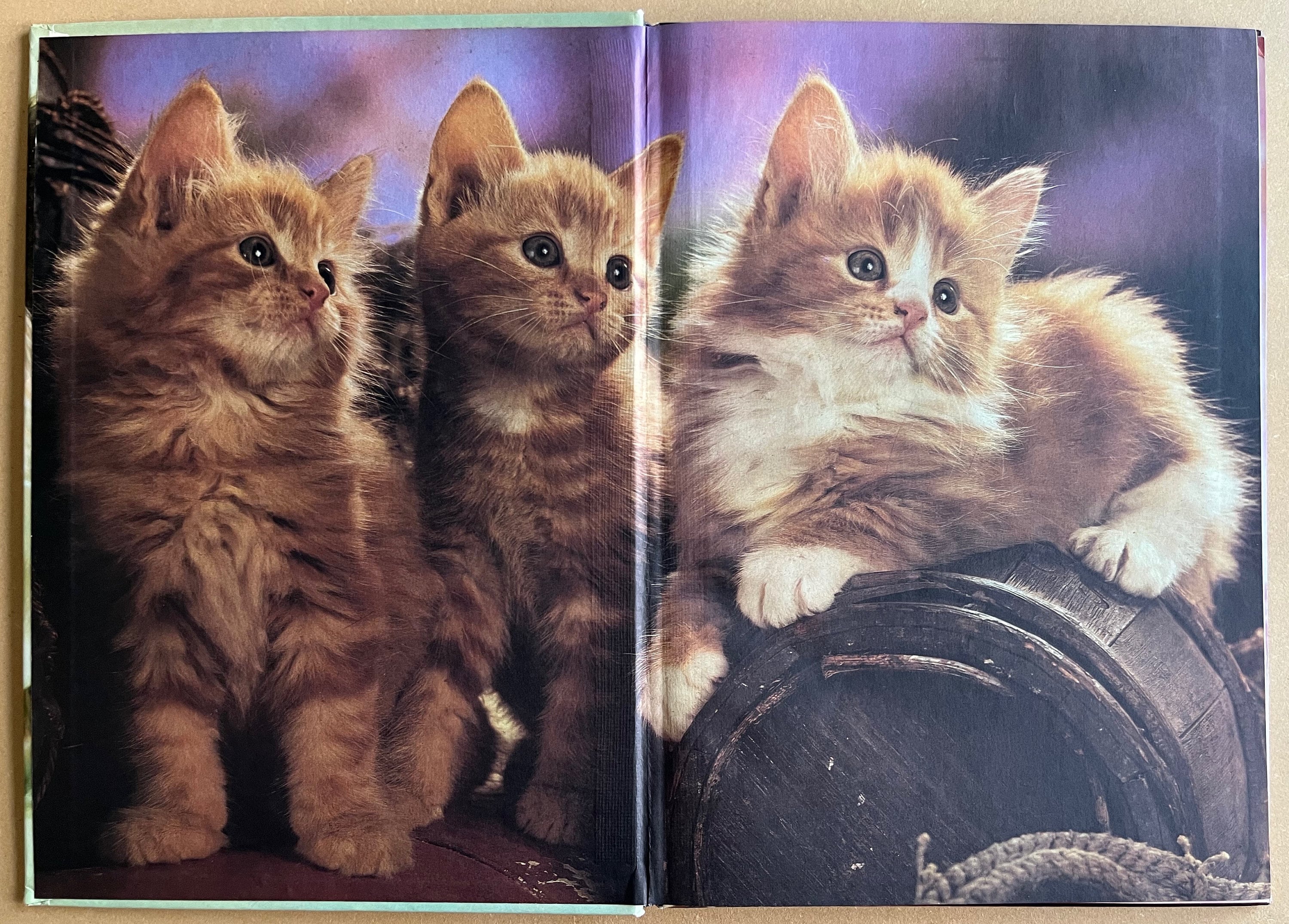 Crescent Color Guide to Cats by Angela Sayer (1980) - Etsy