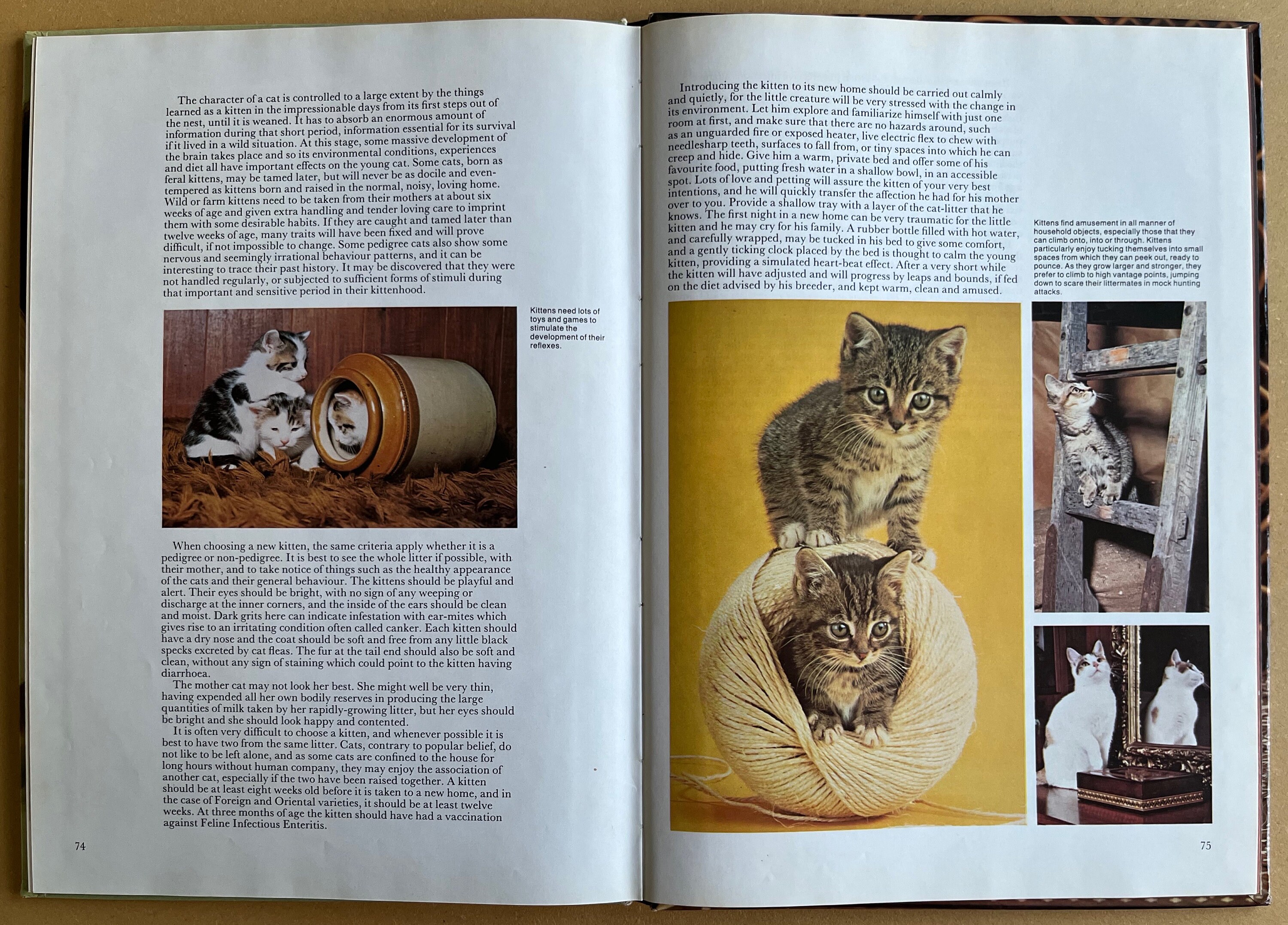 Crescent Color Guide to Cats by Angela Sayer (1980) - Etsy