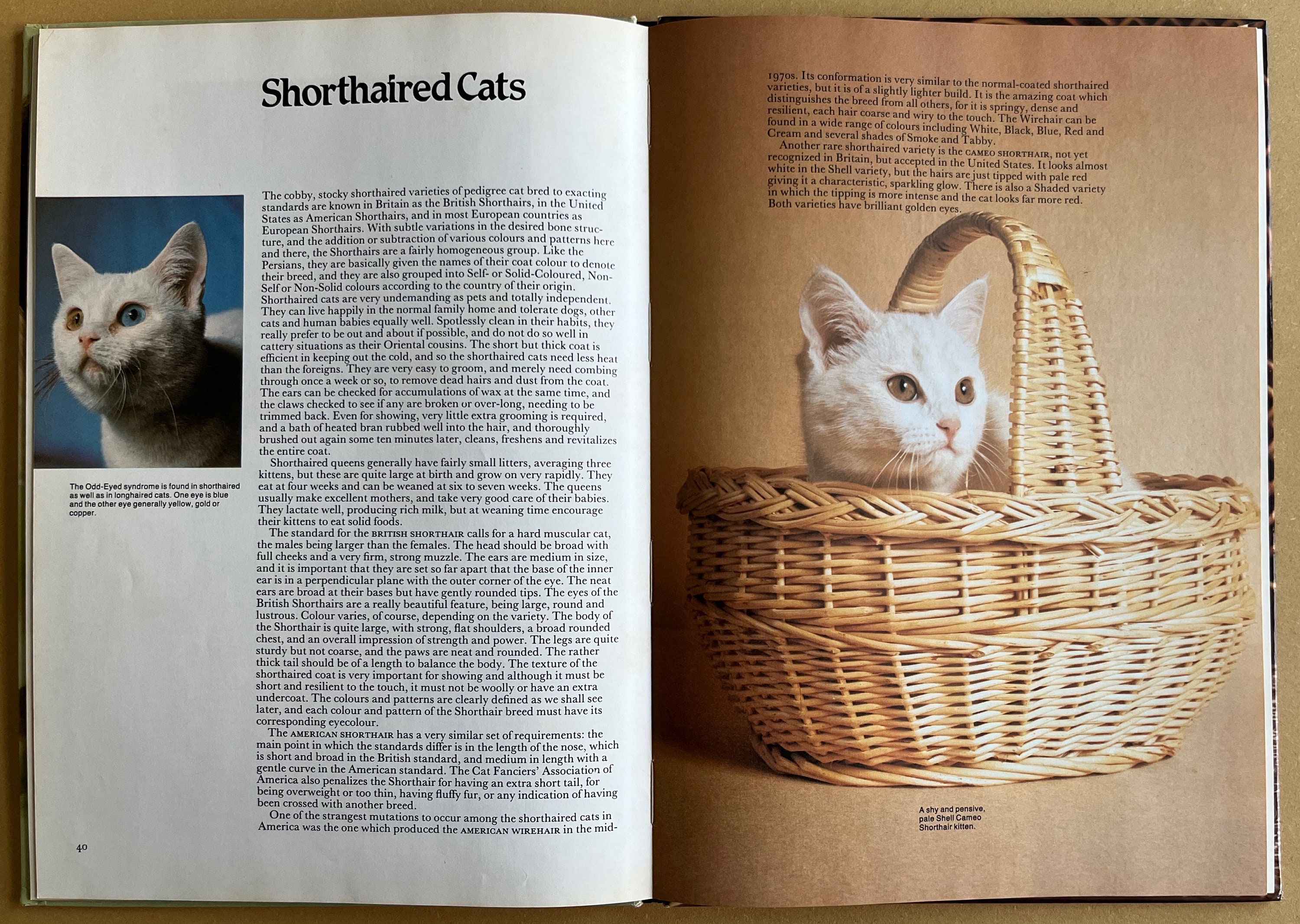 Crescent Color Guide to Cats by Angela Sayer (1980) - Etsy