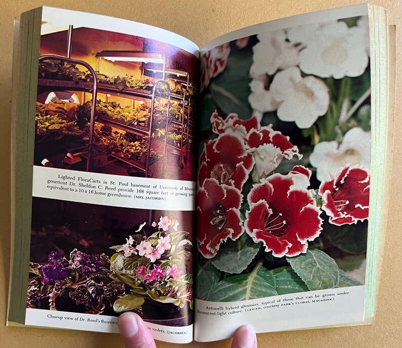 Everything You Need to Know About Growing House Plants Successfully ...